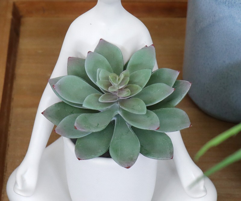 Mini Star Succulent Stem