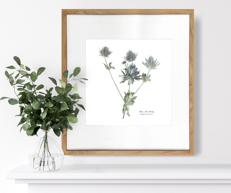 Sea Holly Botanical Flower Print - Framed - Wall Art Online - A range ...