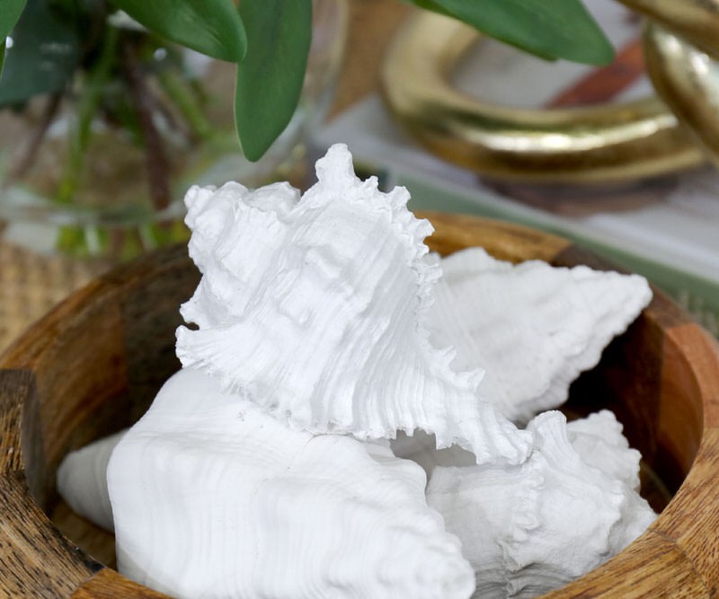 Seville White Sea Snail Shell - Resin