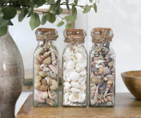Brighton Jar of Seashells - Colour Mix